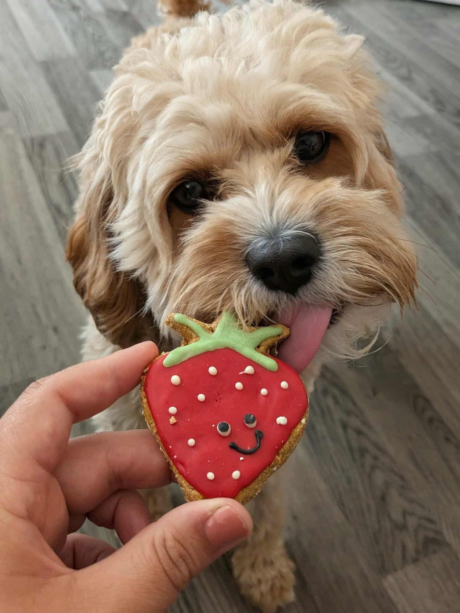 PupCakes Dog Bakery - The home of Dog Cakes – pupcakesdogbakery