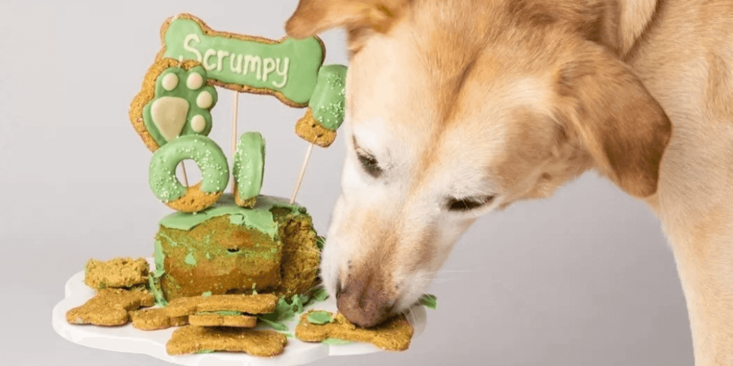PupCakes Dog Bakery - The home of Dog Cakes – pupcakesdogbakery